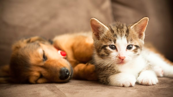 5 Best Automatic Feeders for your Pet